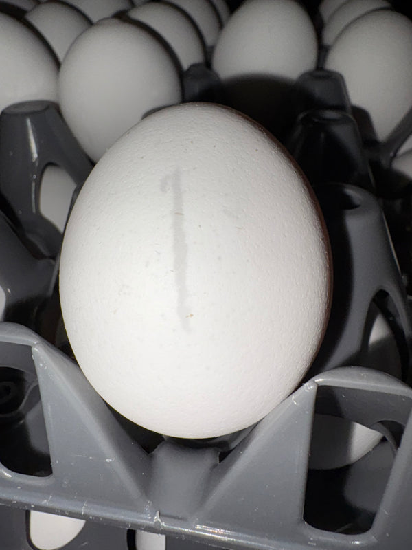 #12. Egg Shells To _____ For - Susan Otto - Wednesday July 22nd 10:00 ...
